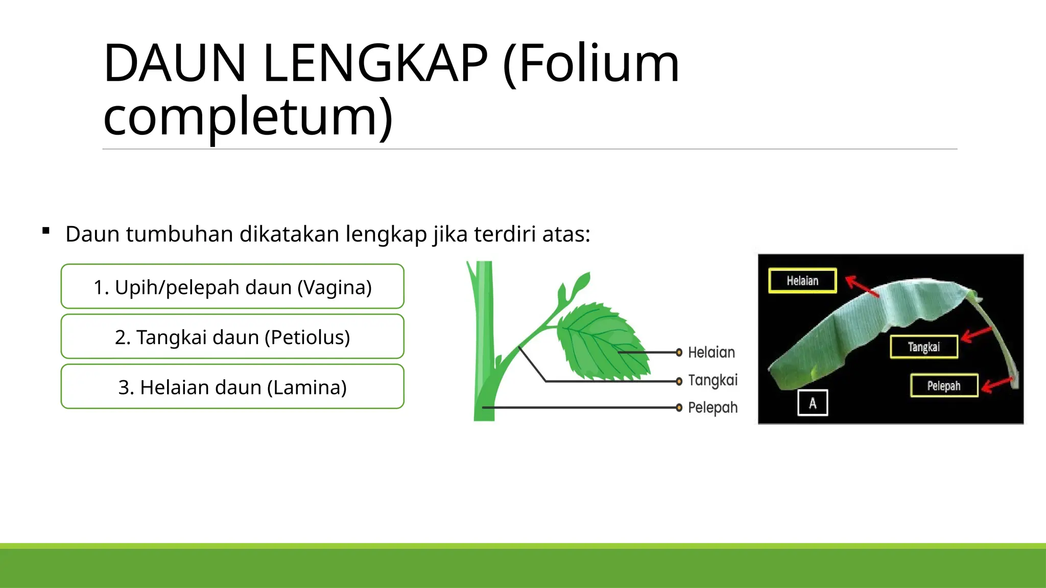 Materi Kuliah Pertemuan 3. Morfologi Daun.pptx
