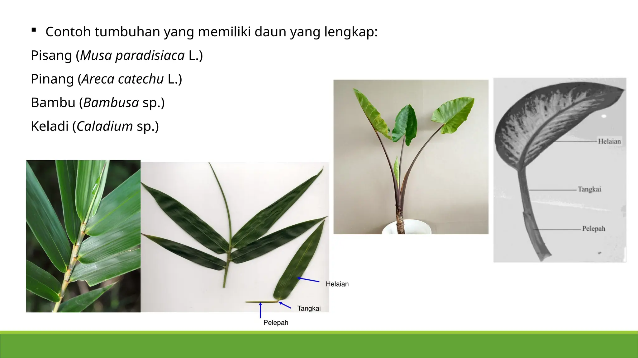 Materi Kuliah Pertemuan 3. Morfologi Daun.pptx
