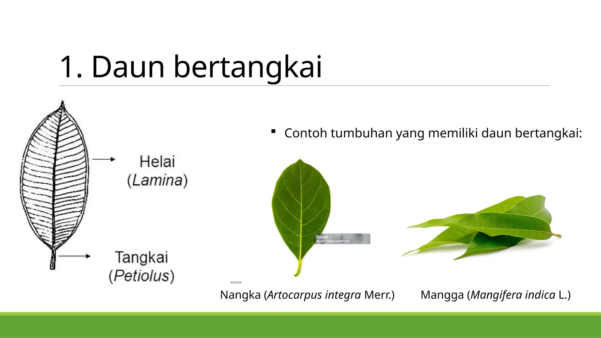 Materi Kuliah Pertemuan 3. Morfologi Daun.pptx