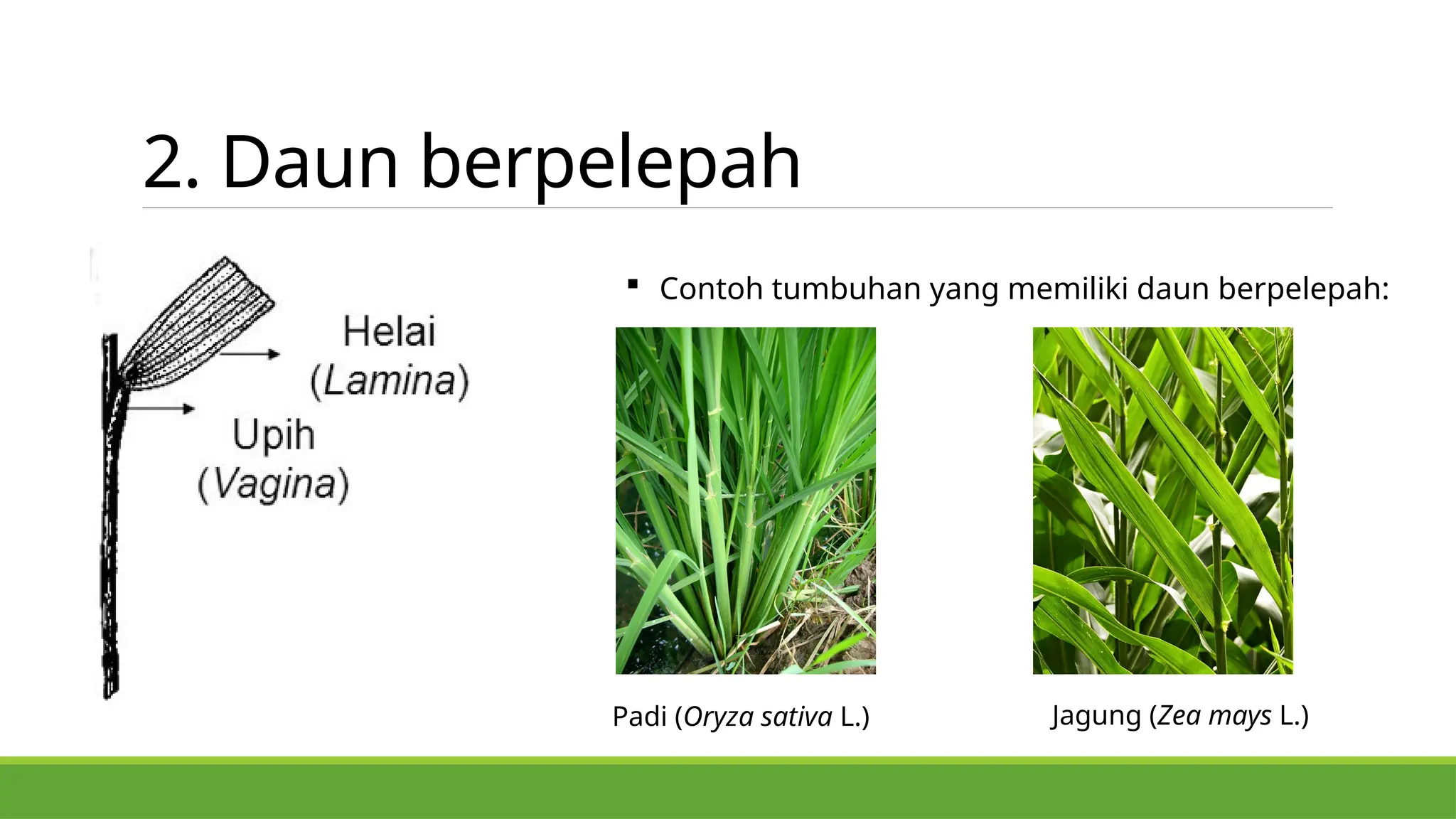 Materi Kuliah Pertemuan 3. Morfologi Daun.pptx