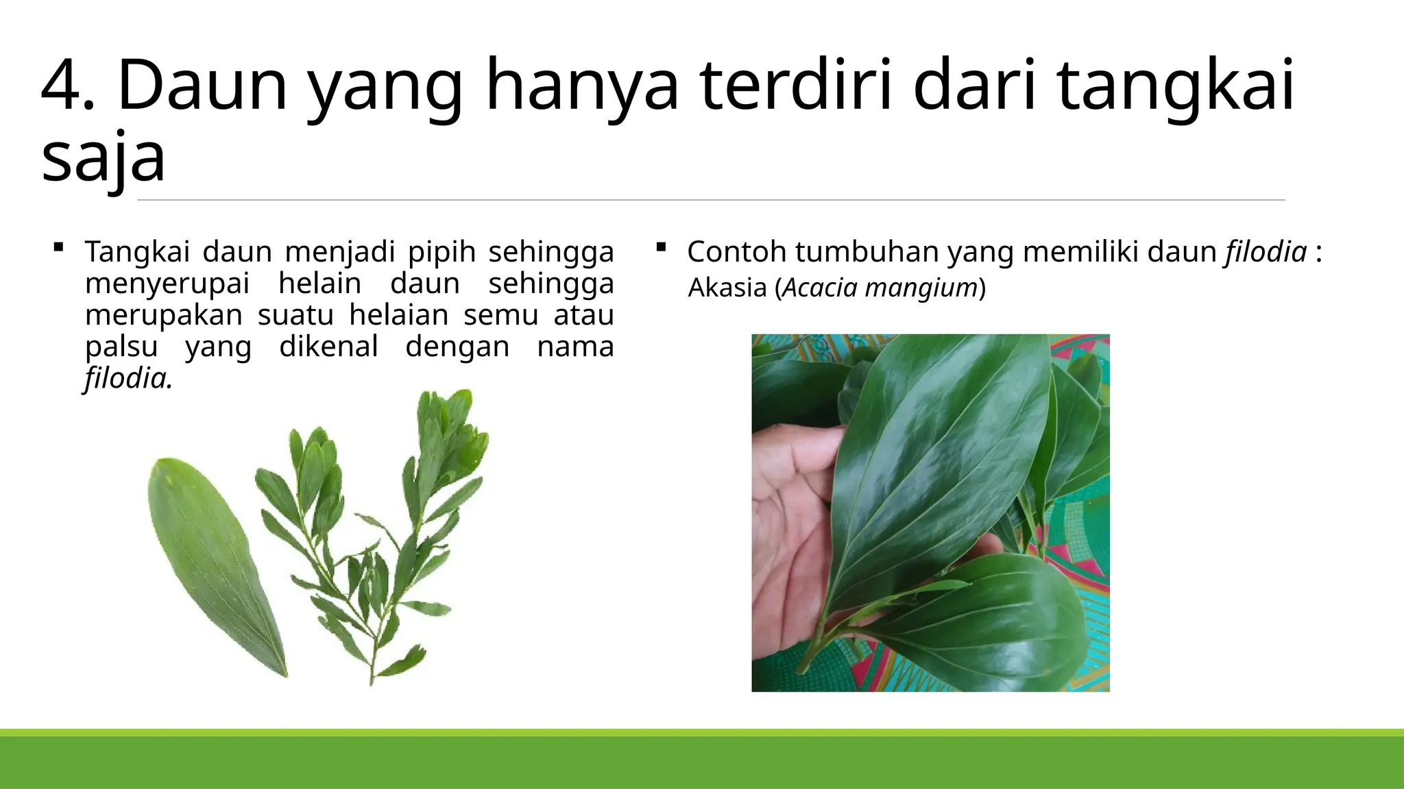 Materi Kuliah Pertemuan 3. Morfologi Daun.pptx