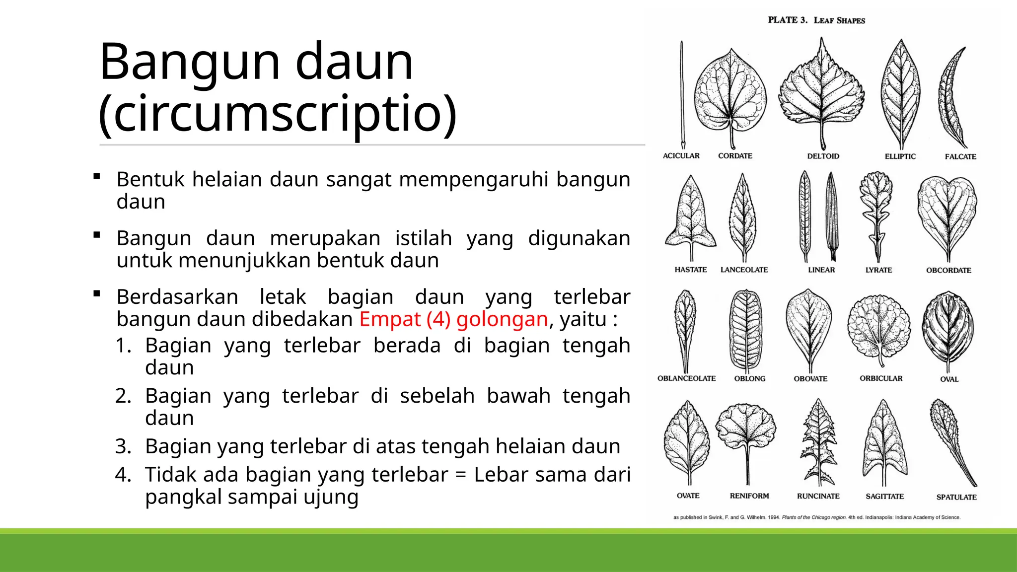 Materi Kuliah Pertemuan 3. Morfologi Daun.pptx