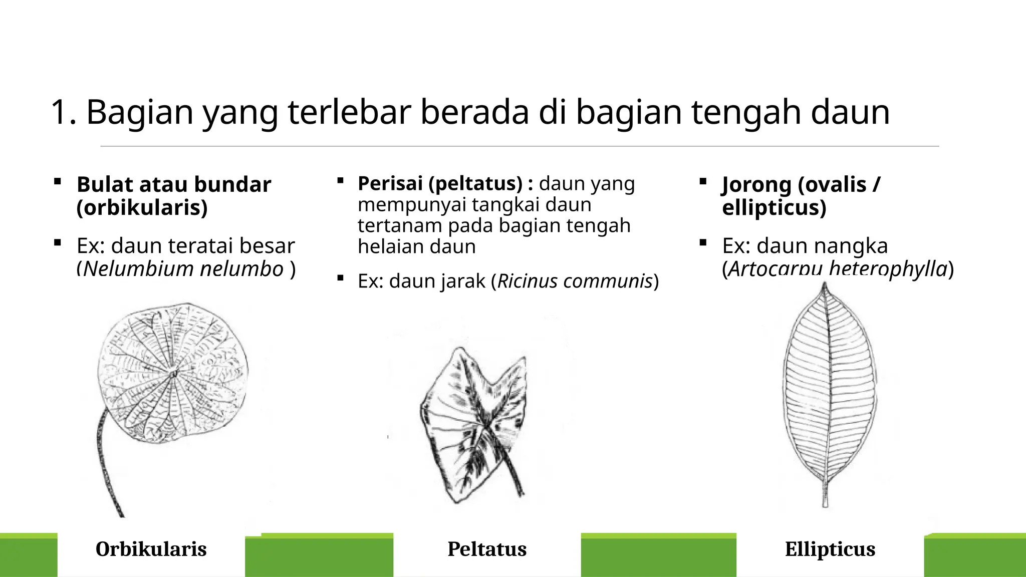Materi Kuliah Pertemuan 3. Morfologi Daun.pptx