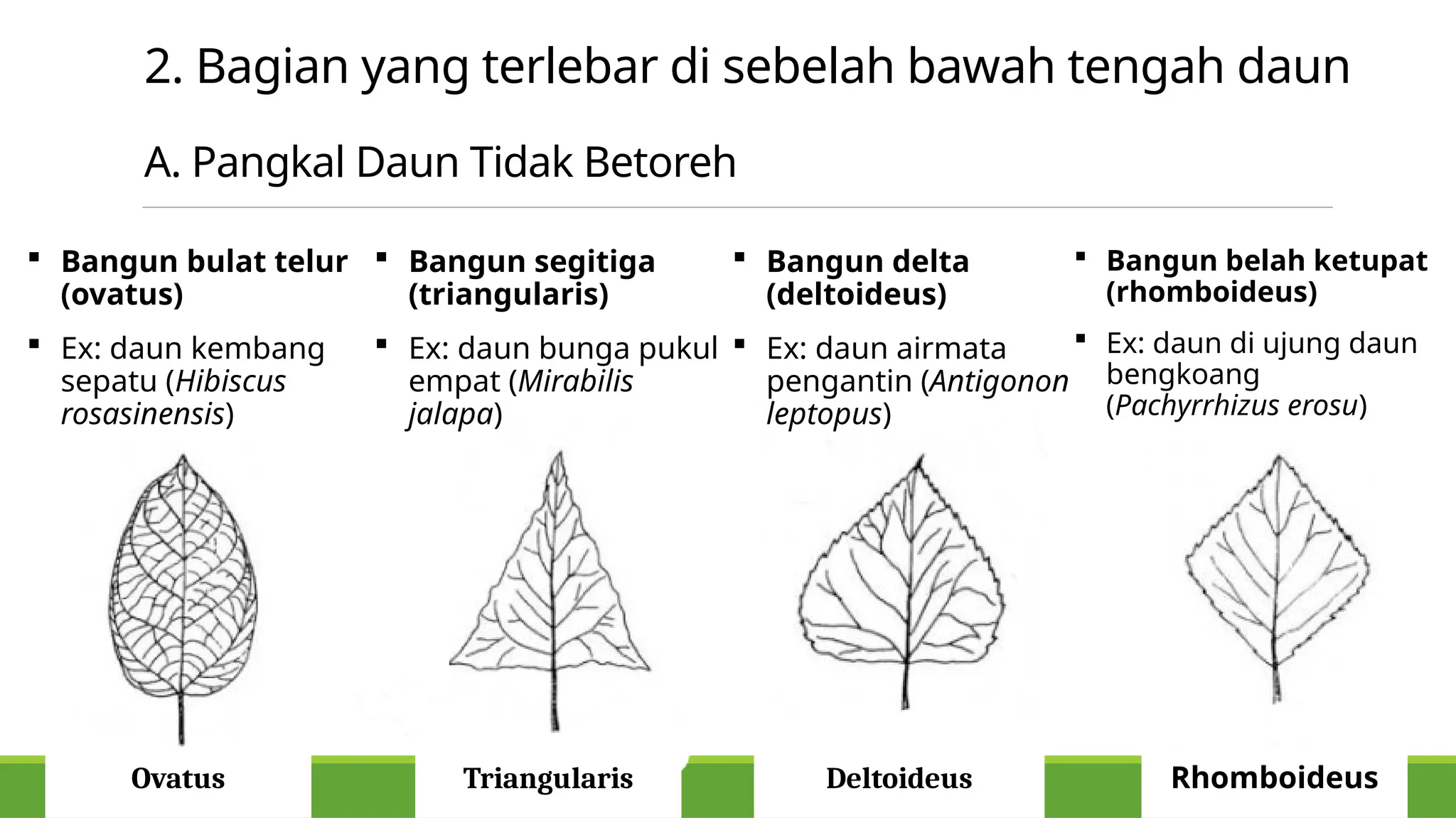 Materi Kuliah Pertemuan 3. Morfologi Daun.pptx