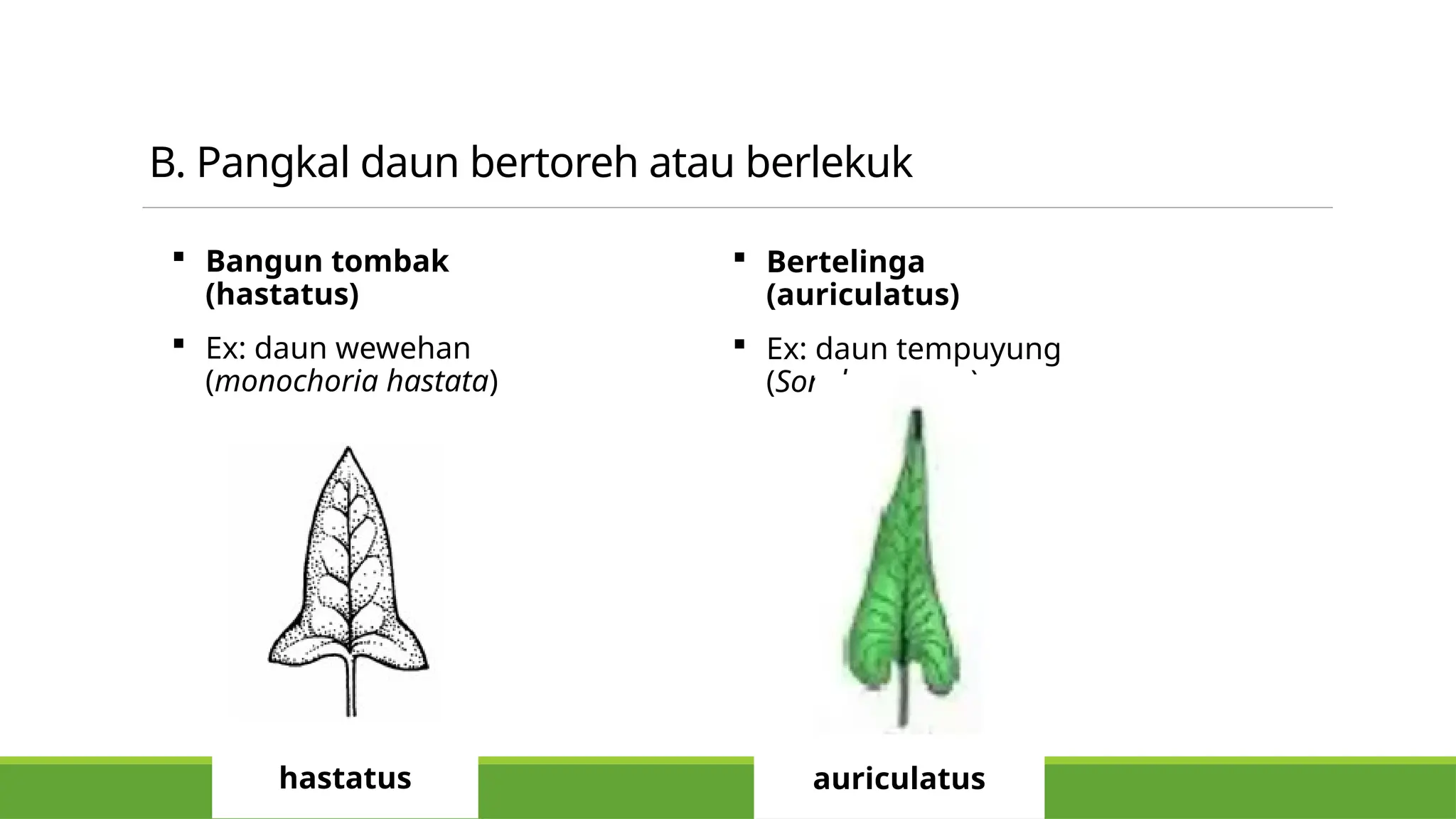 Materi Kuliah Pertemuan 3. Morfologi Daun.pptx
