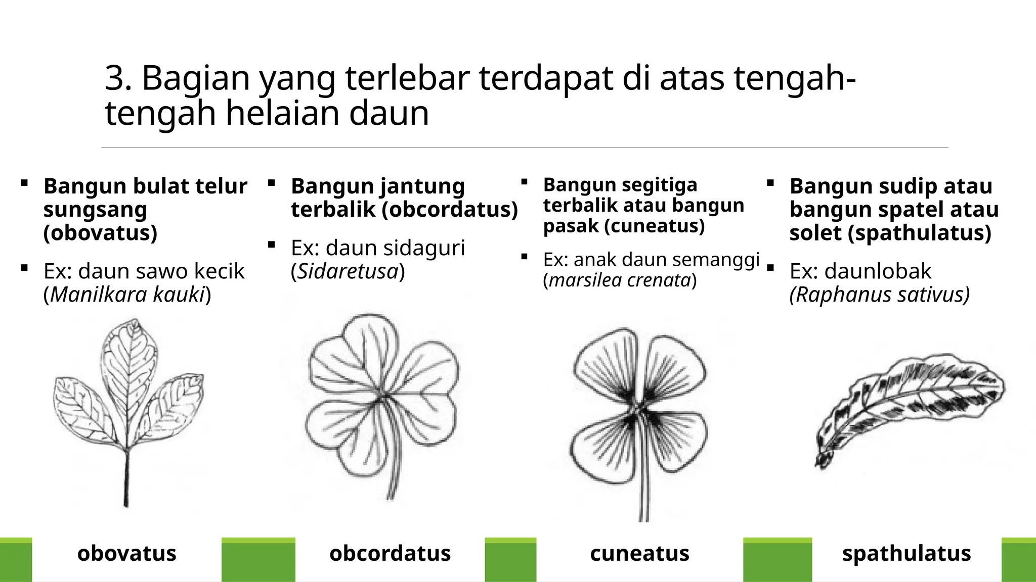 Materi Kuliah Pertemuan 3. Morfologi Daun.pptx