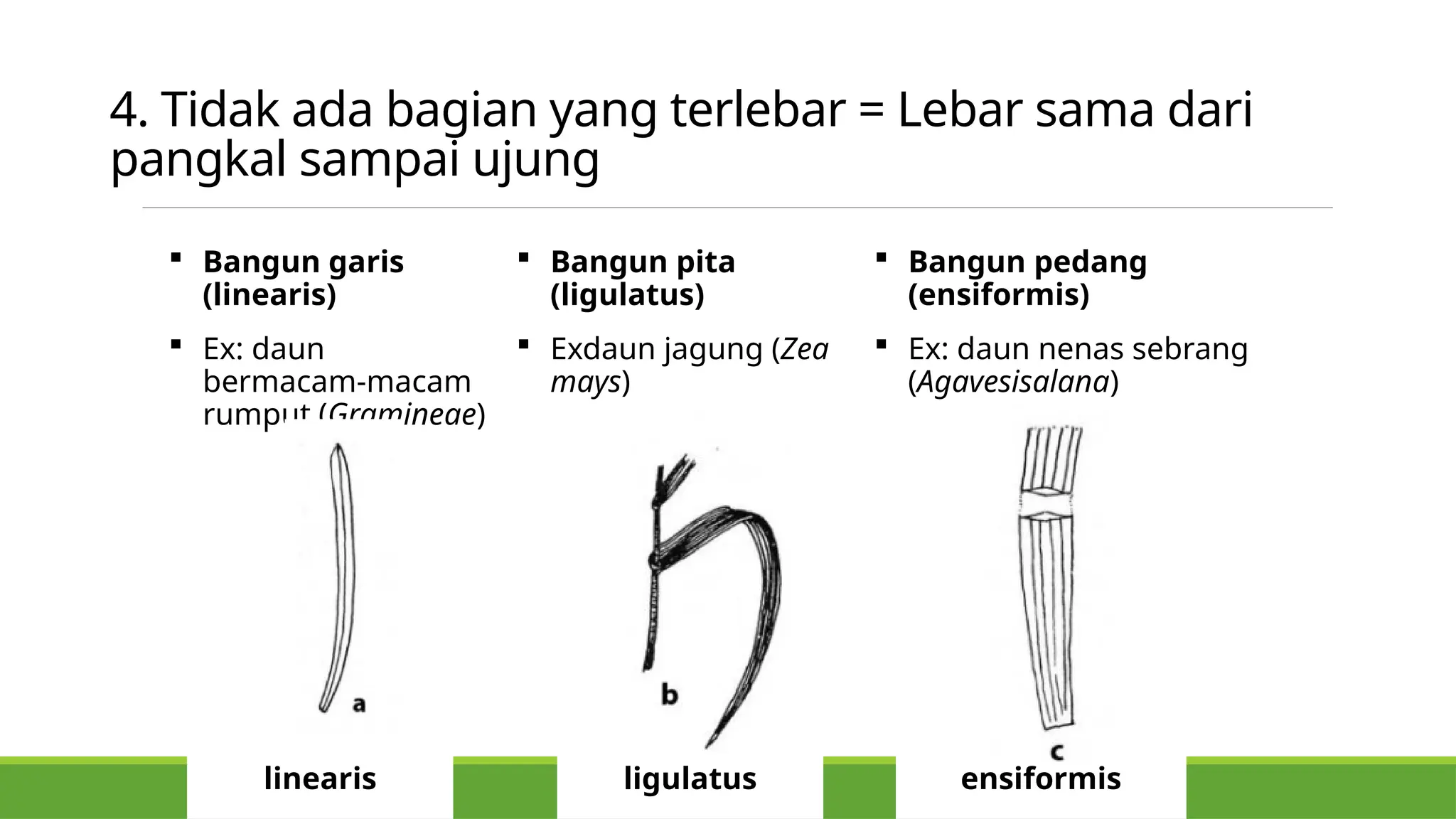 Materi Kuliah Pertemuan 3. Morfologi Daun.pptx
