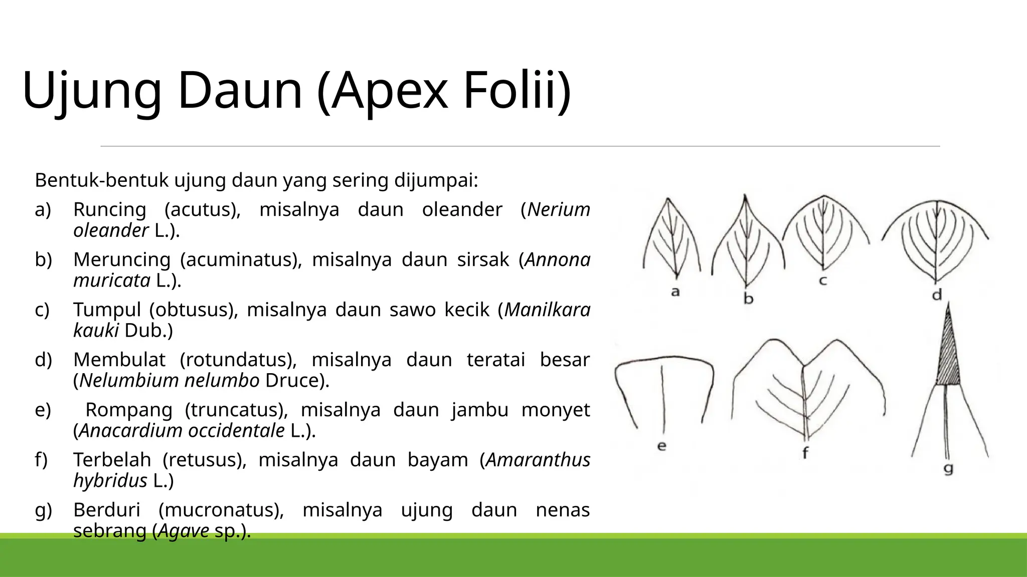 Materi Kuliah Pertemuan 3. Morfologi Daun.pptx