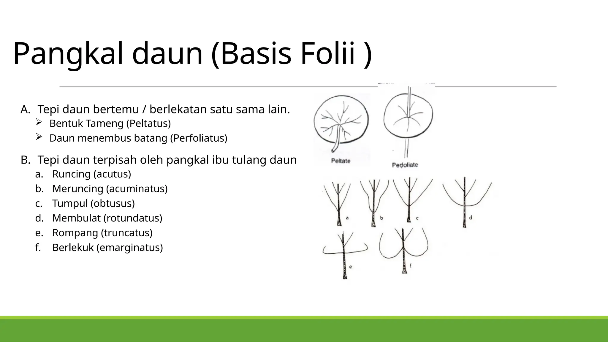 Materi Kuliah Pertemuan 3. Morfologi Daun.pptx