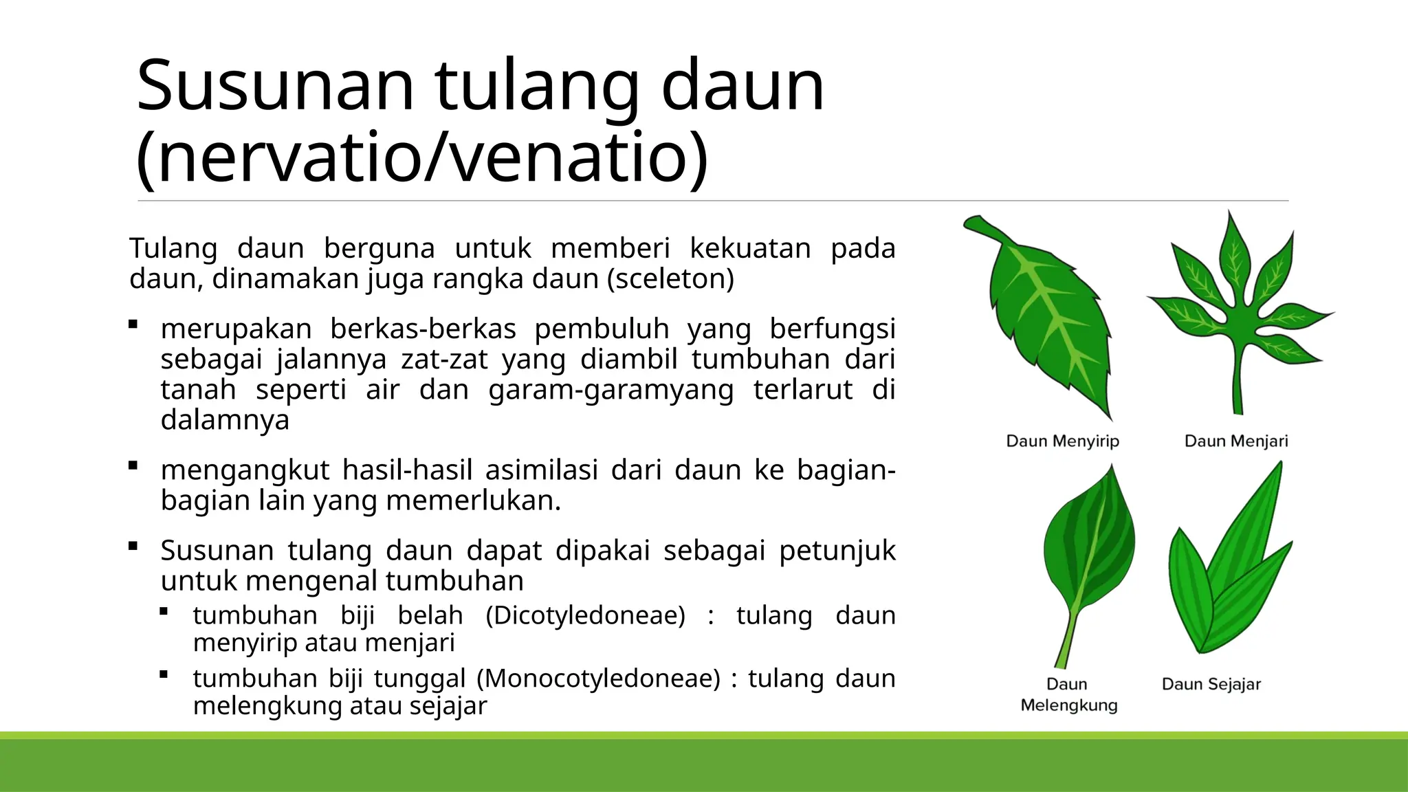 Materi Kuliah Pertemuan 3. Morfologi Daun.pptx