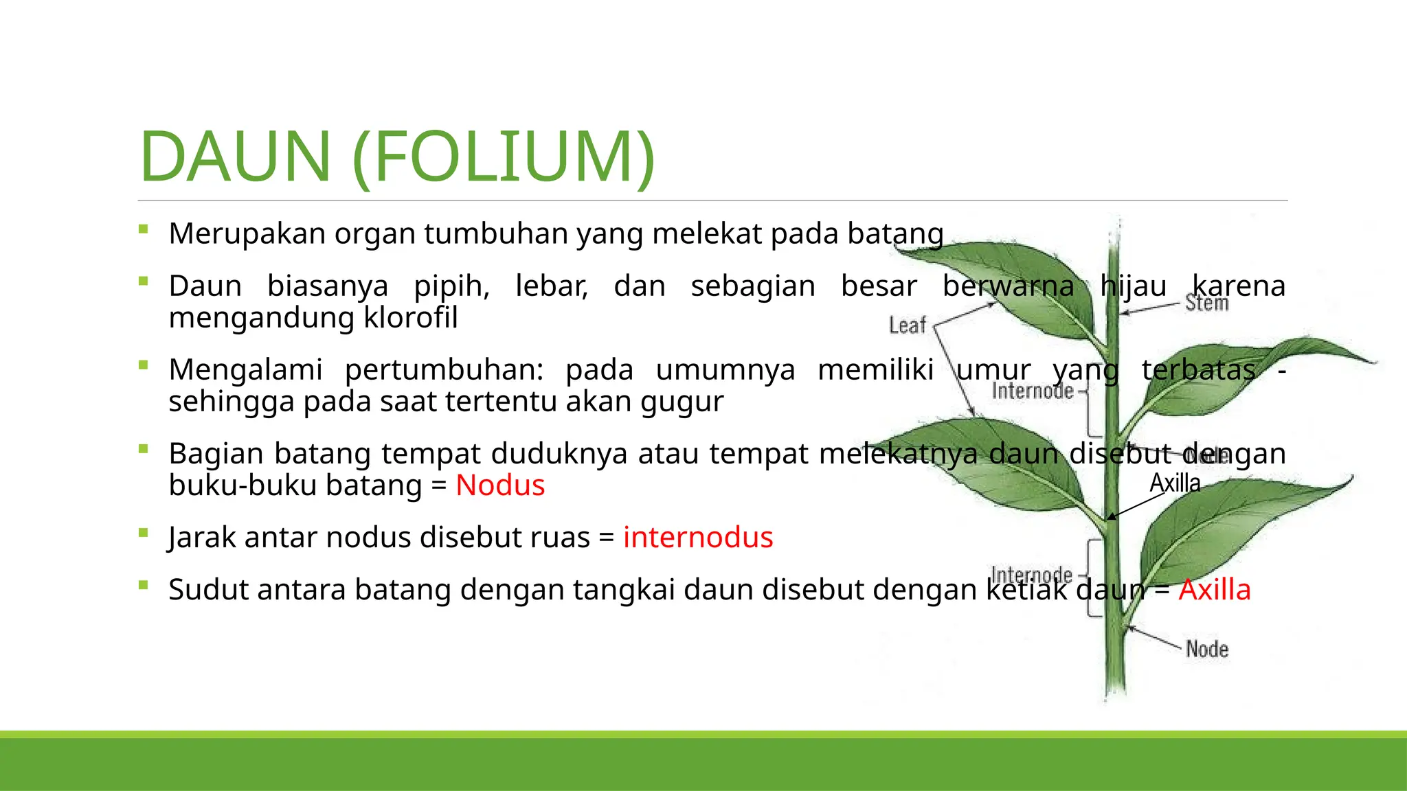 Materi Kuliah Pertemuan 3. Morfologi Daun.pptx