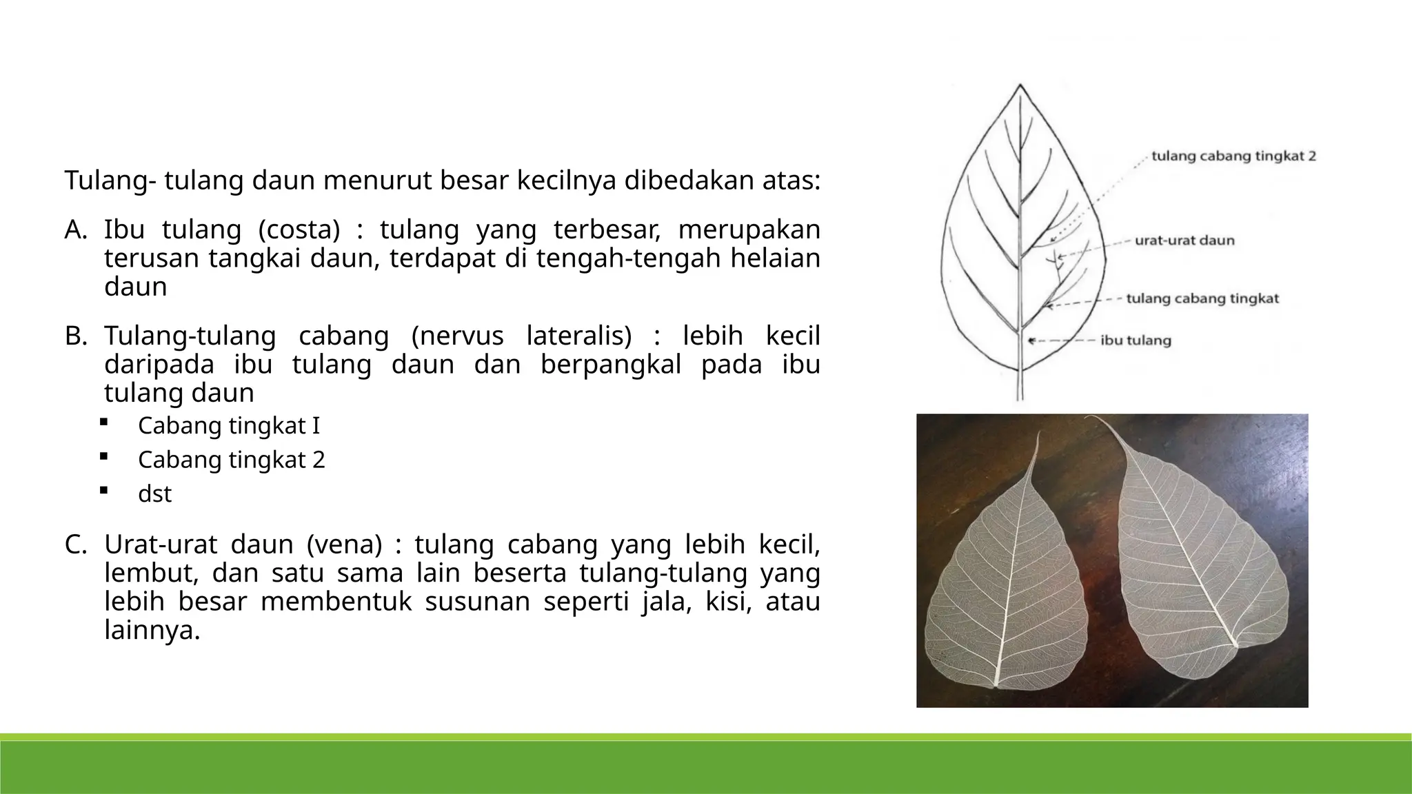 Materi Kuliah Pertemuan 3. Morfologi Daun.pptx