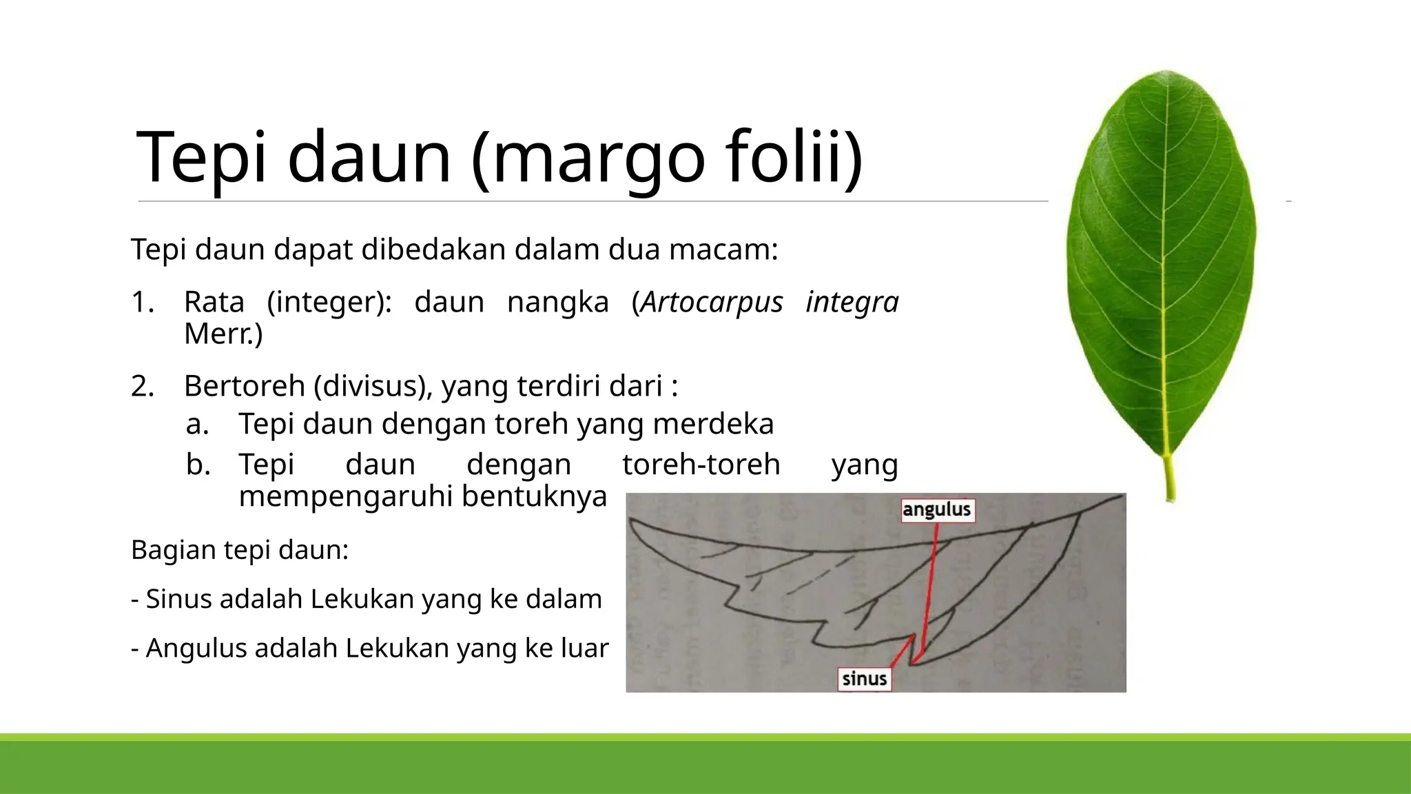 Materi Kuliah Pertemuan 3. Morfologi Daun.pptx