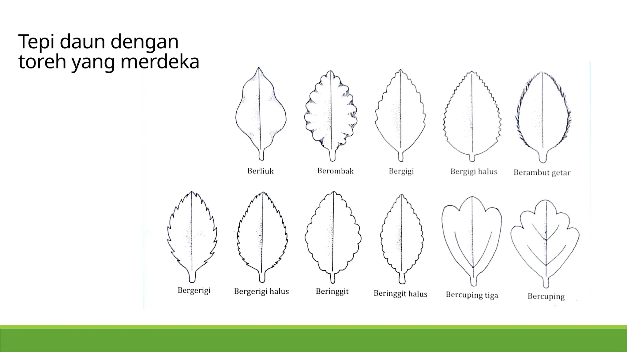 Materi Kuliah Pertemuan 3. Morfologi Daun.pptx