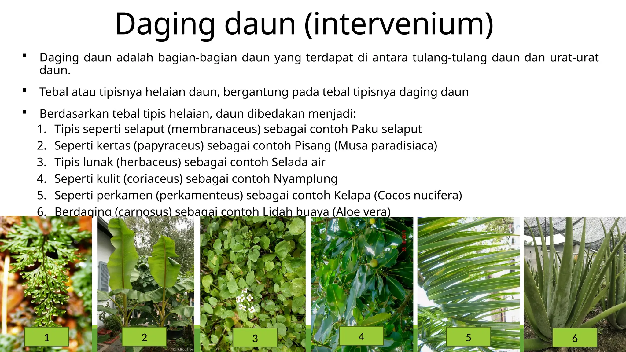 Materi Kuliah Pertemuan 3. Morfologi Daun.pptx