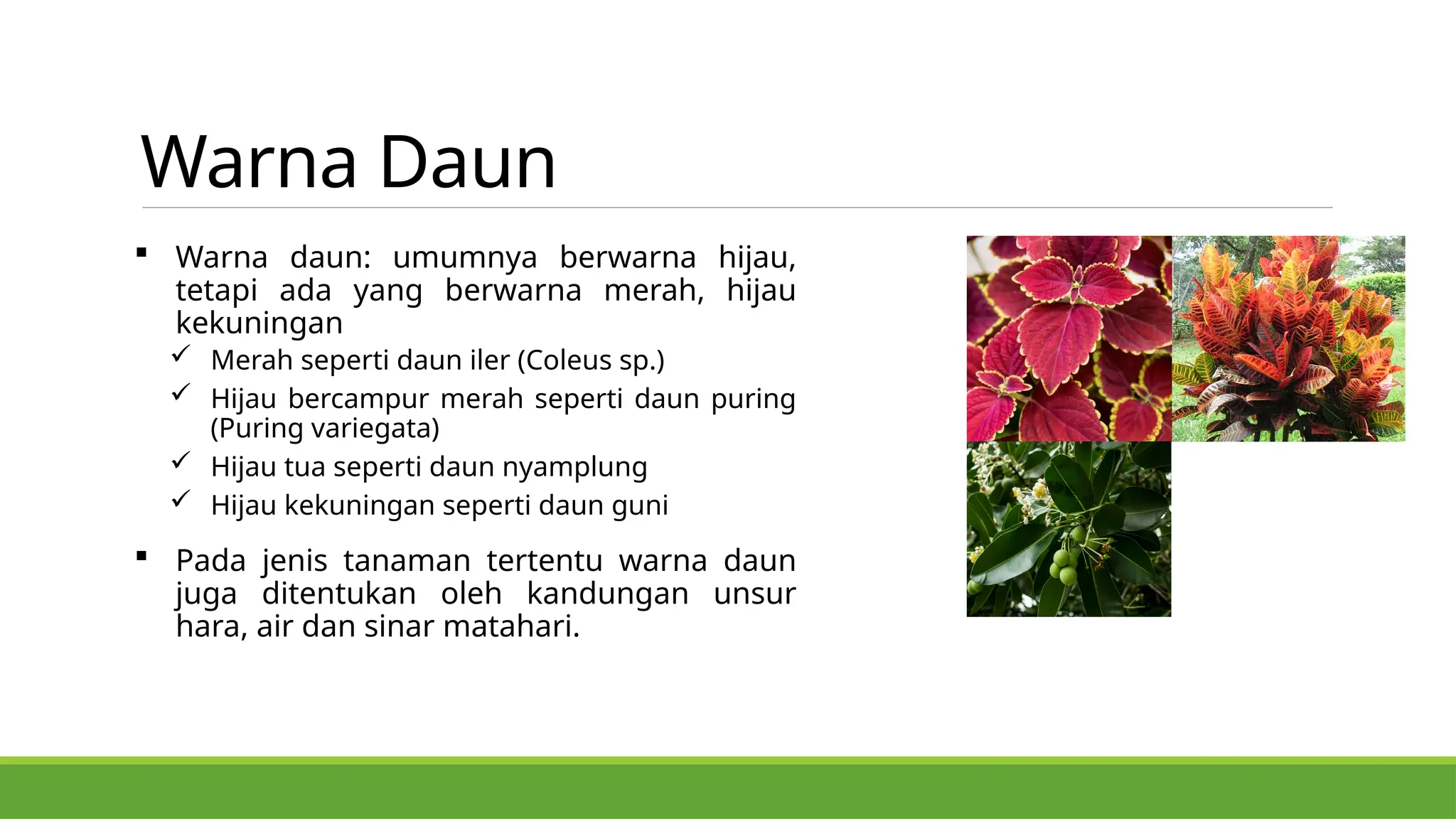 Materi Kuliah Pertemuan 3. Morfologi Daun.pptx