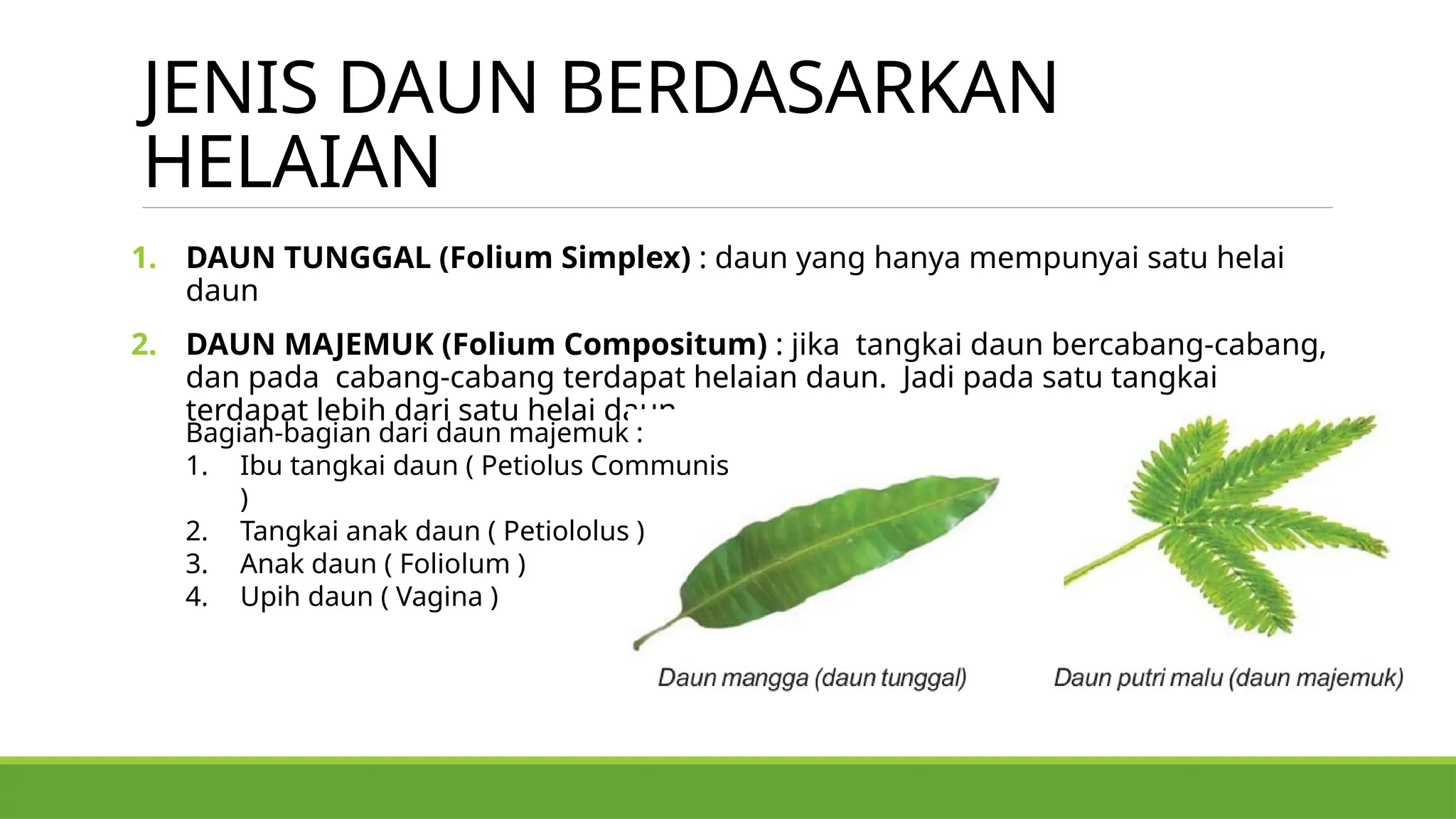 Materi Kuliah Pertemuan 3. Morfologi Daun.pptx