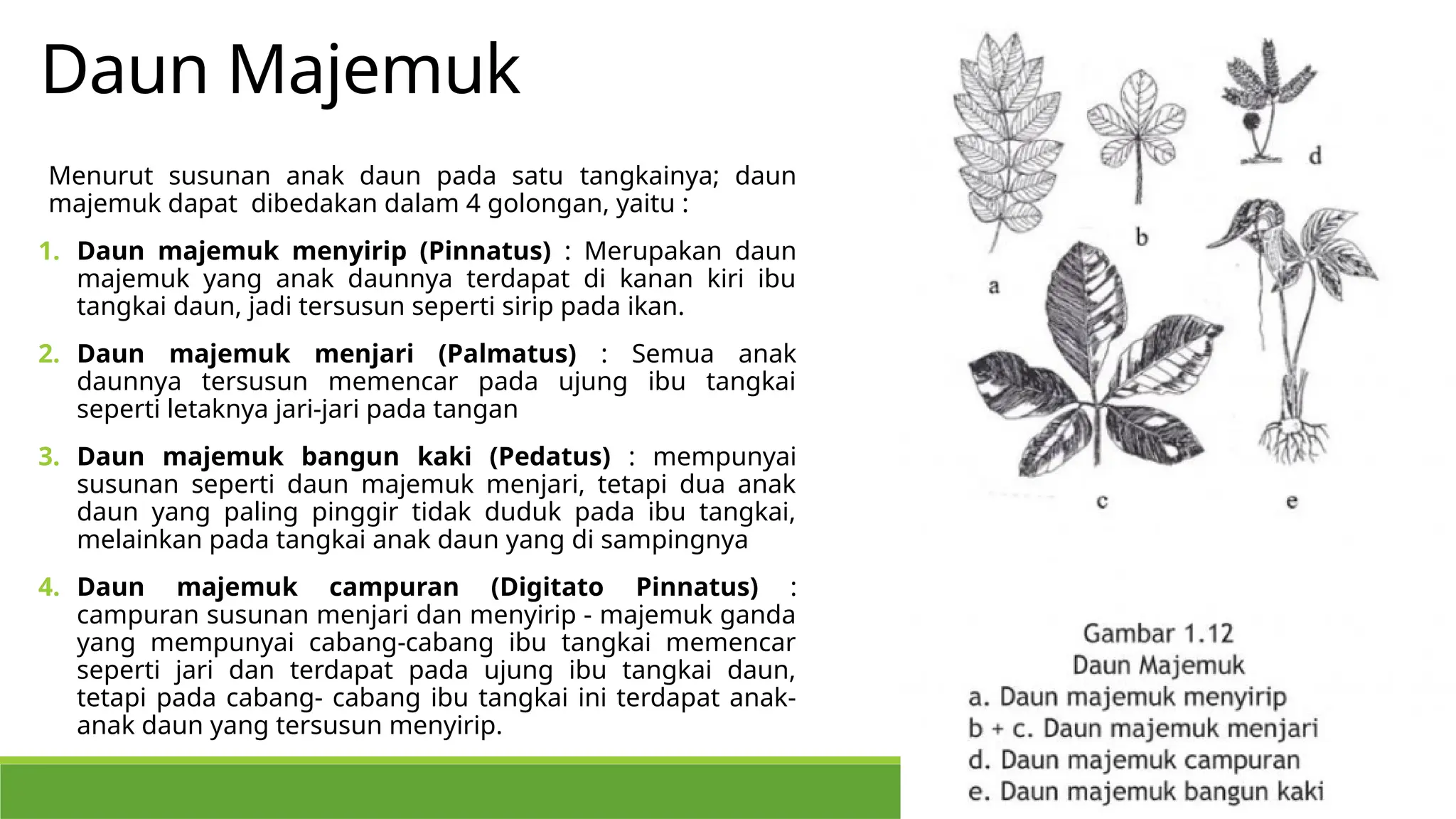 Materi Kuliah Pertemuan 3. Morfologi Daun.pptx
