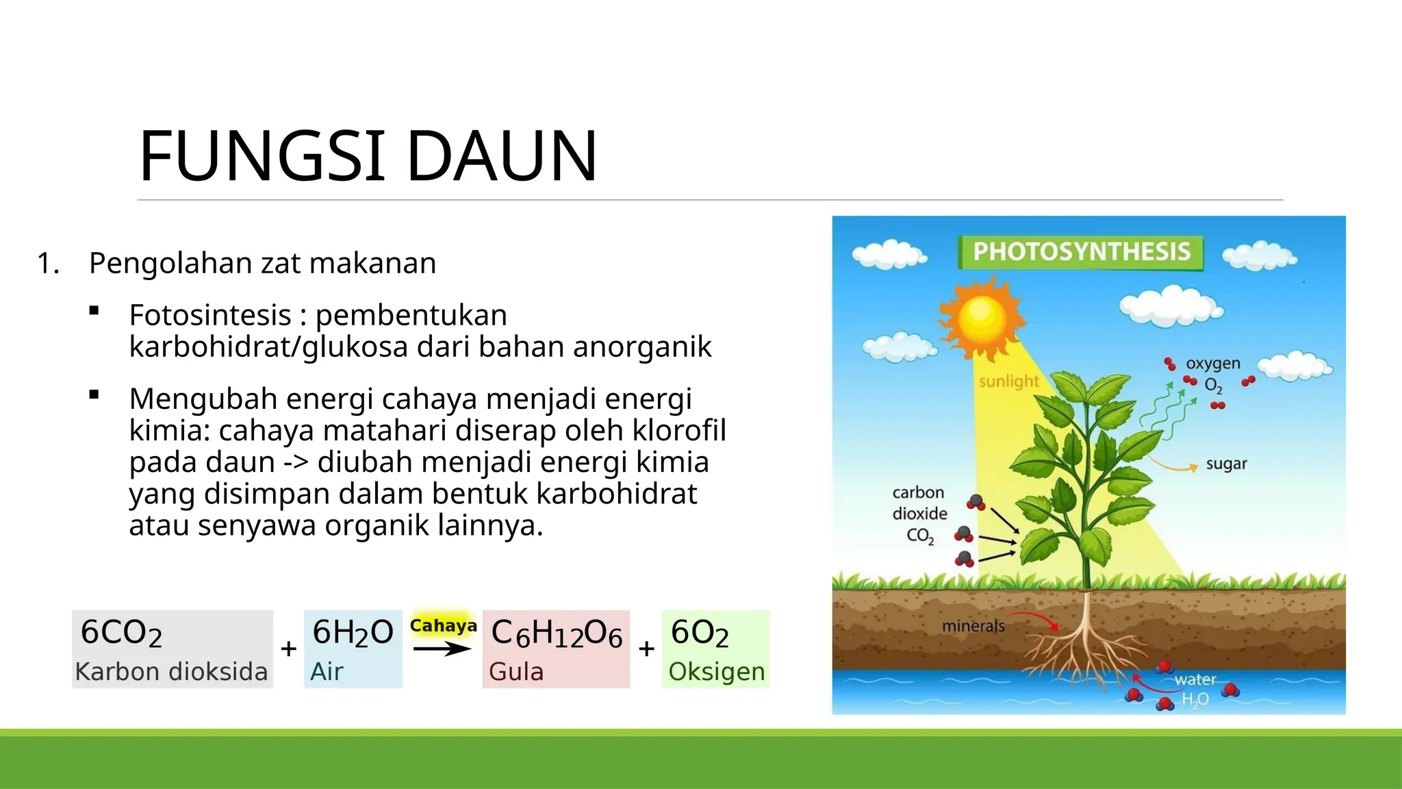 Materi Kuliah Pertemuan 3. Morfologi Daun.pptx