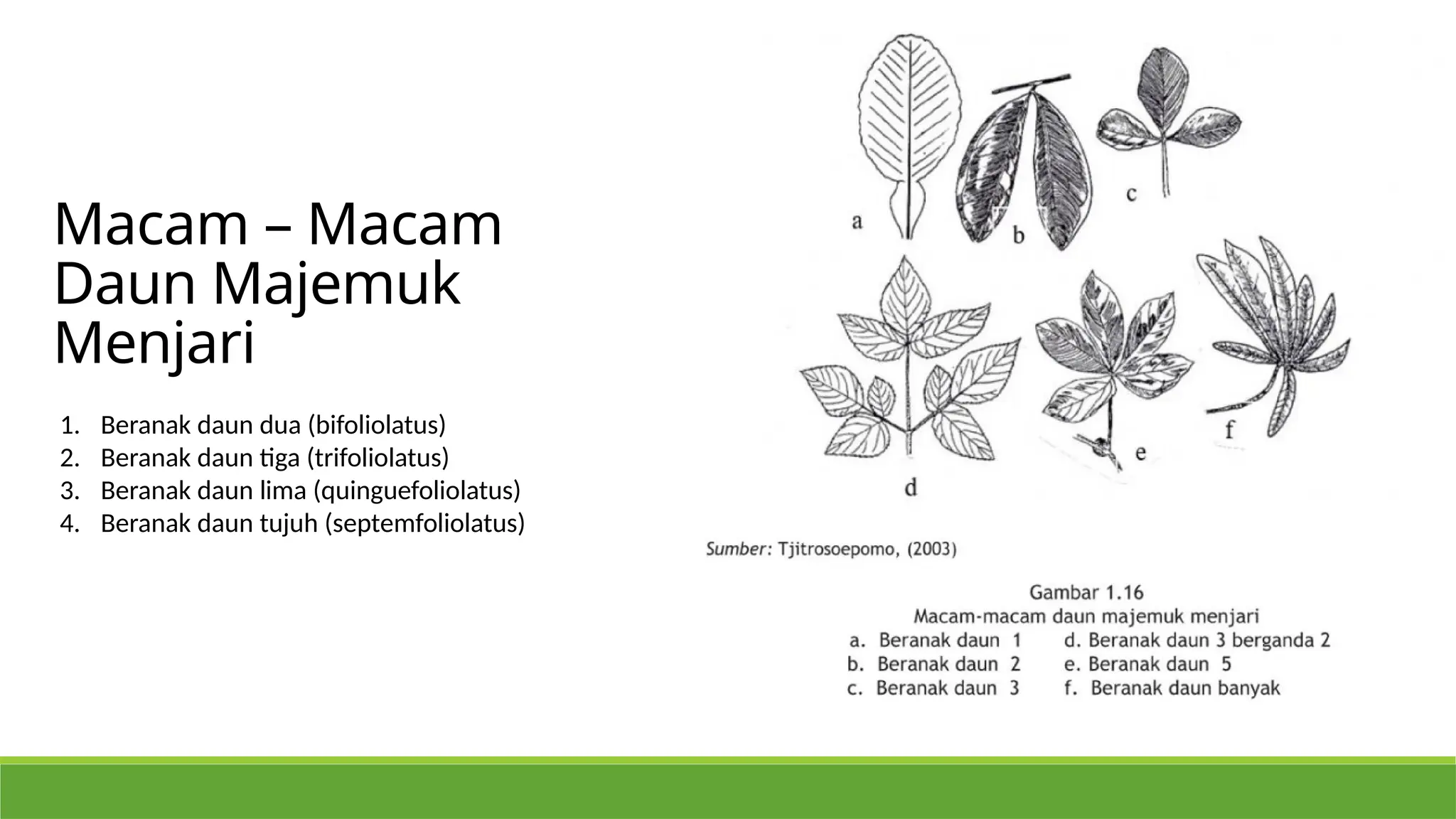 Materi Kuliah Pertemuan 3. Morfologi Daun.pptx