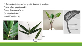 Materi Kuliah Pertemuan 3. Morfologi Daun.pptx