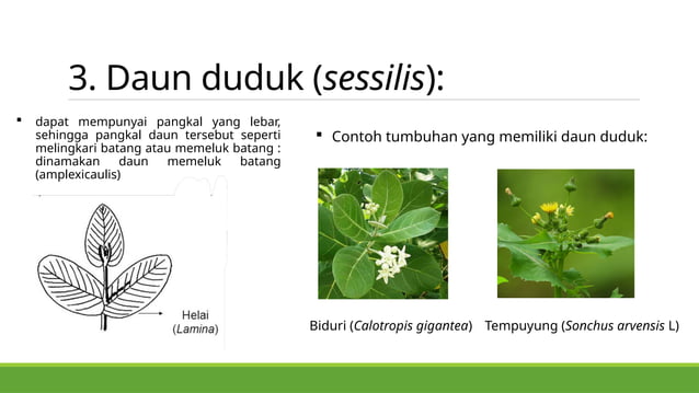 Materi Kuliah Pertemuan 3. Morfologi Daun.pptx