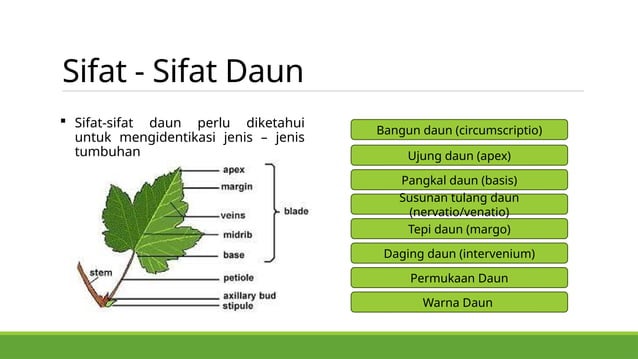Materi Kuliah Pertemuan 3. Morfologi Daun.pptx