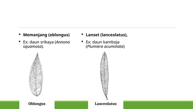 Materi Kuliah Pertemuan 3. Morfologi Daun.pptx