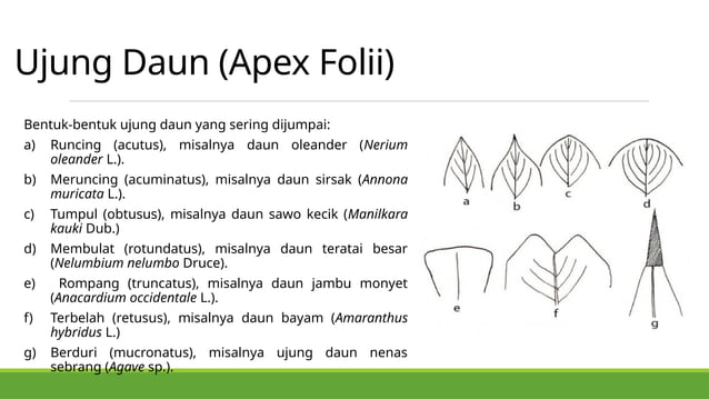 Materi Kuliah Pertemuan 3. Morfologi Daun.pptx