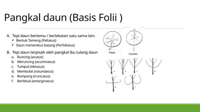 Materi Kuliah Pertemuan 3. Morfologi Daun.pptx