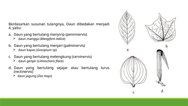 Materi Kuliah Pertemuan 3. Morfologi Daun.pptx