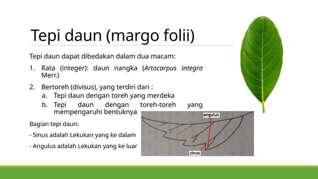 Materi Kuliah Pertemuan 3. Morfologi Daun.pptx