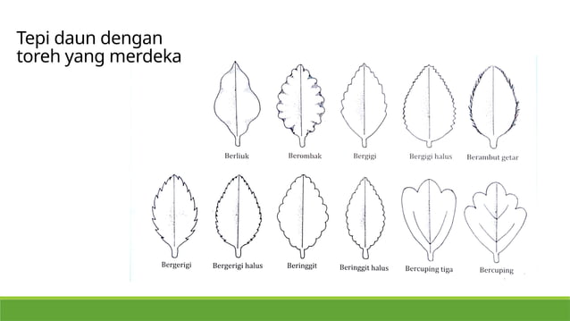 Materi Kuliah Pertemuan 3. Morfologi Daun.pptx