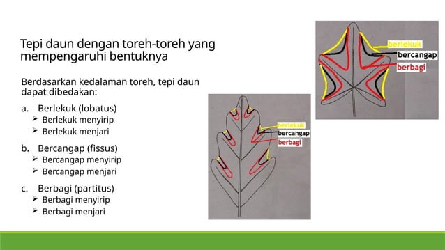 Materi Kuliah Pertemuan 3. Morfologi Daun.pptx