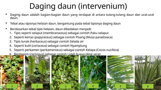 Materi Kuliah Pertemuan 3. Morfologi Daun.pptx