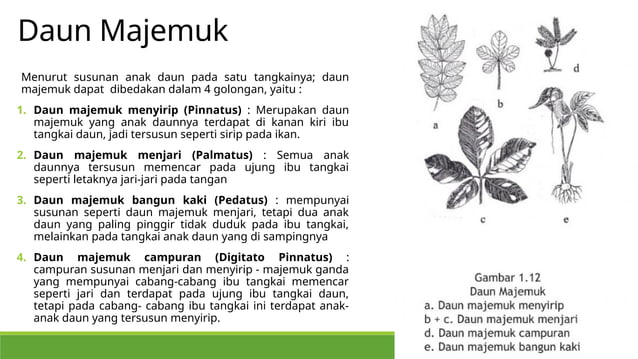 Materi Kuliah Pertemuan 3. Morfologi Daun.pptx