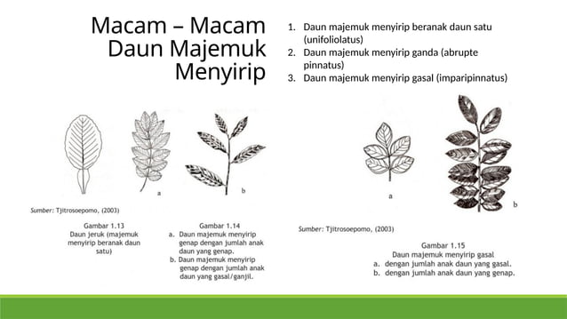 Materi Kuliah Pertemuan 3. Morfologi Daun.pptx