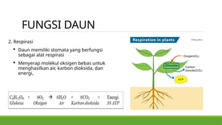 Materi Kuliah Pertemuan 3. Morfologi Daun.pptx