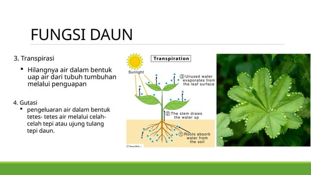 Materi Kuliah Pertemuan 3. Morfologi Daun.pptx