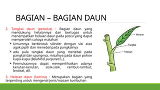 Materi Kuliah Pertemuan 3. Morfologi Daun.pptx
