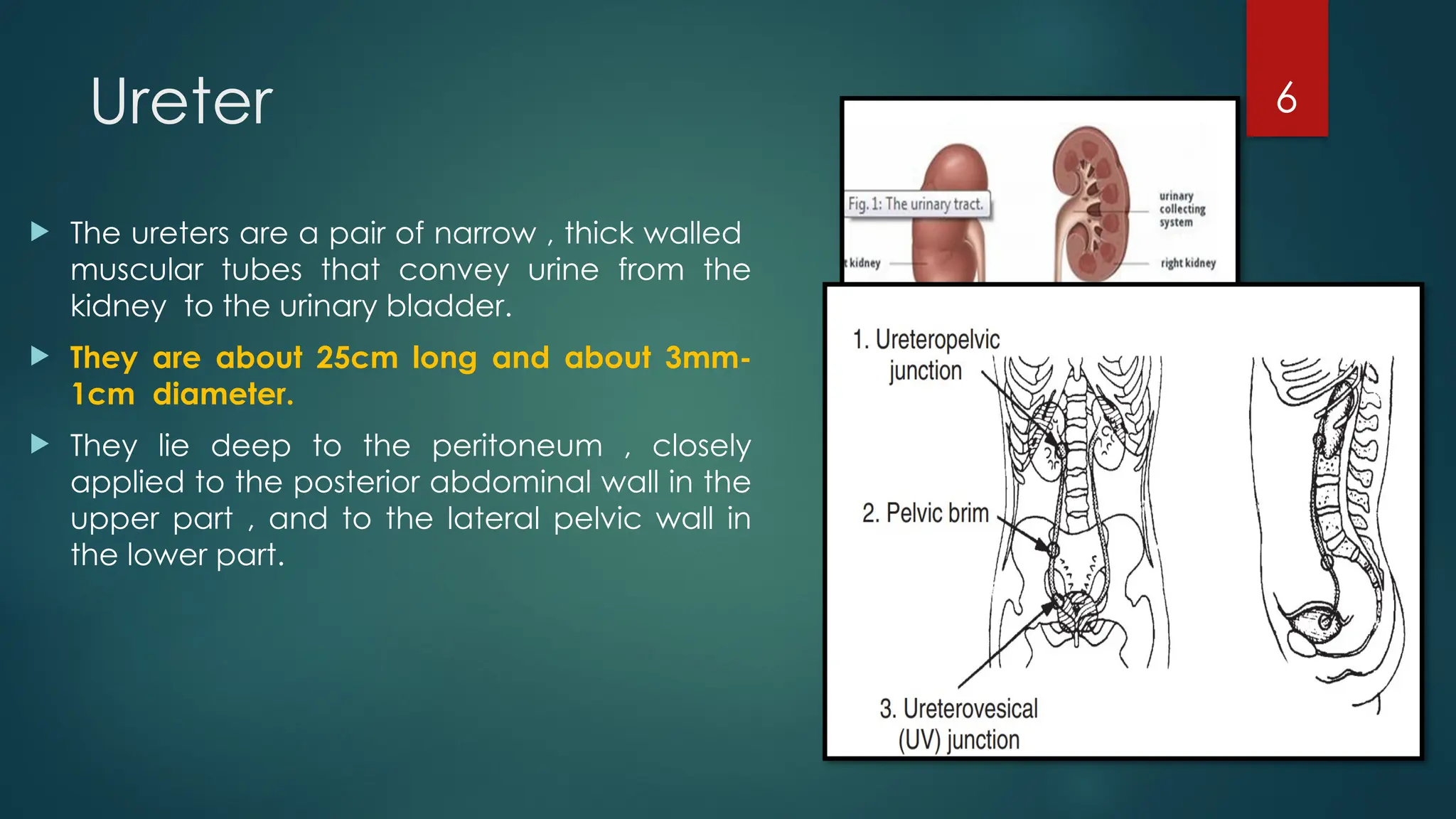 3.URINARY TRACT IMAGING PPT by Ravindra Kumar.pptx