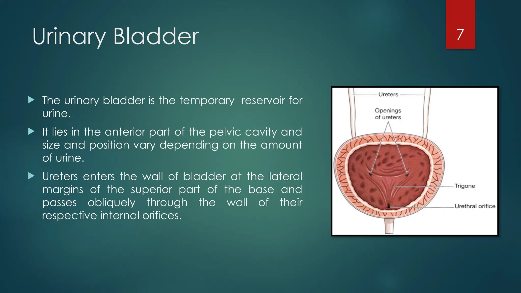 3.URINARY TRACT IMAGING PPT by Ravindra Kumar.pptx