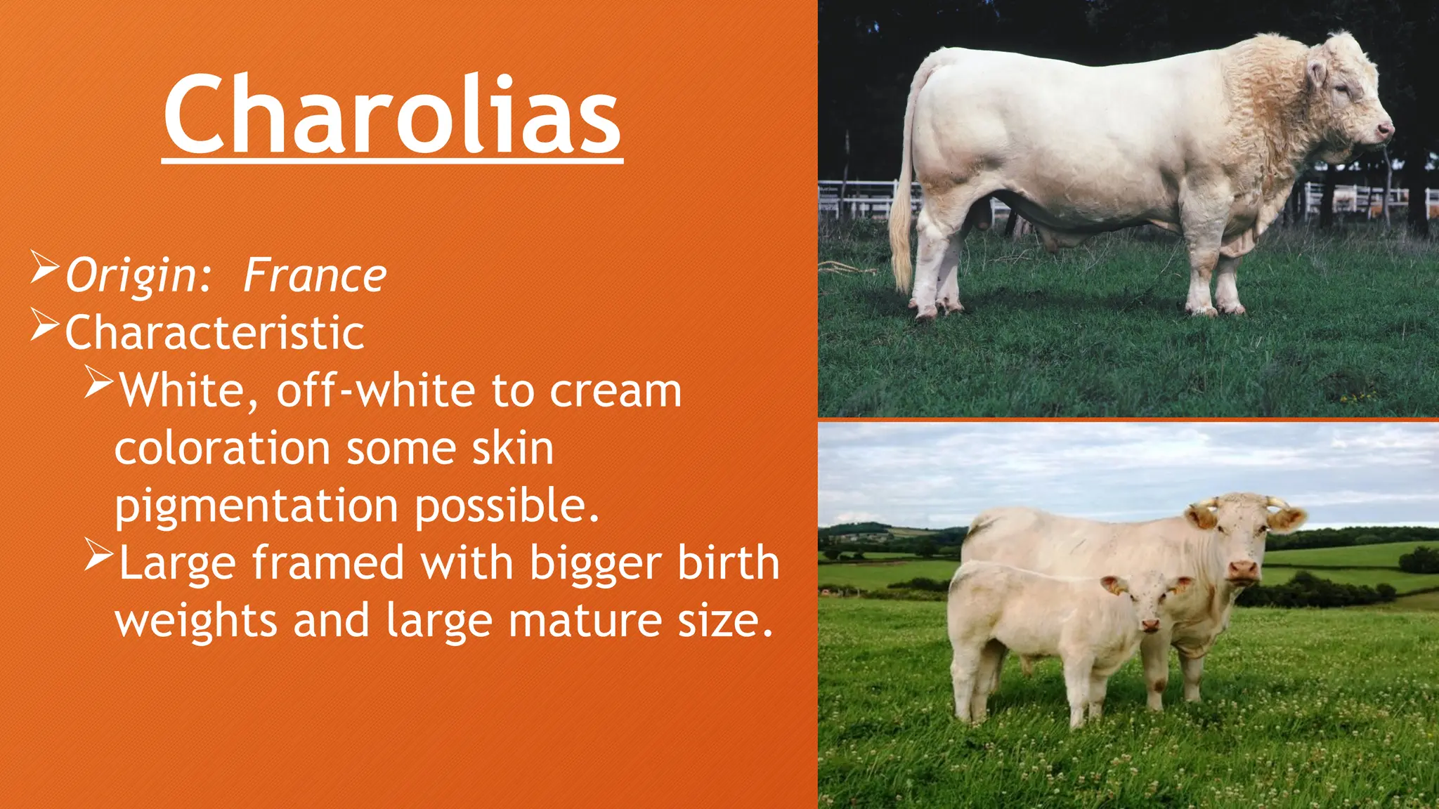 3. Breeds of Small and Large Ruminants.pptx