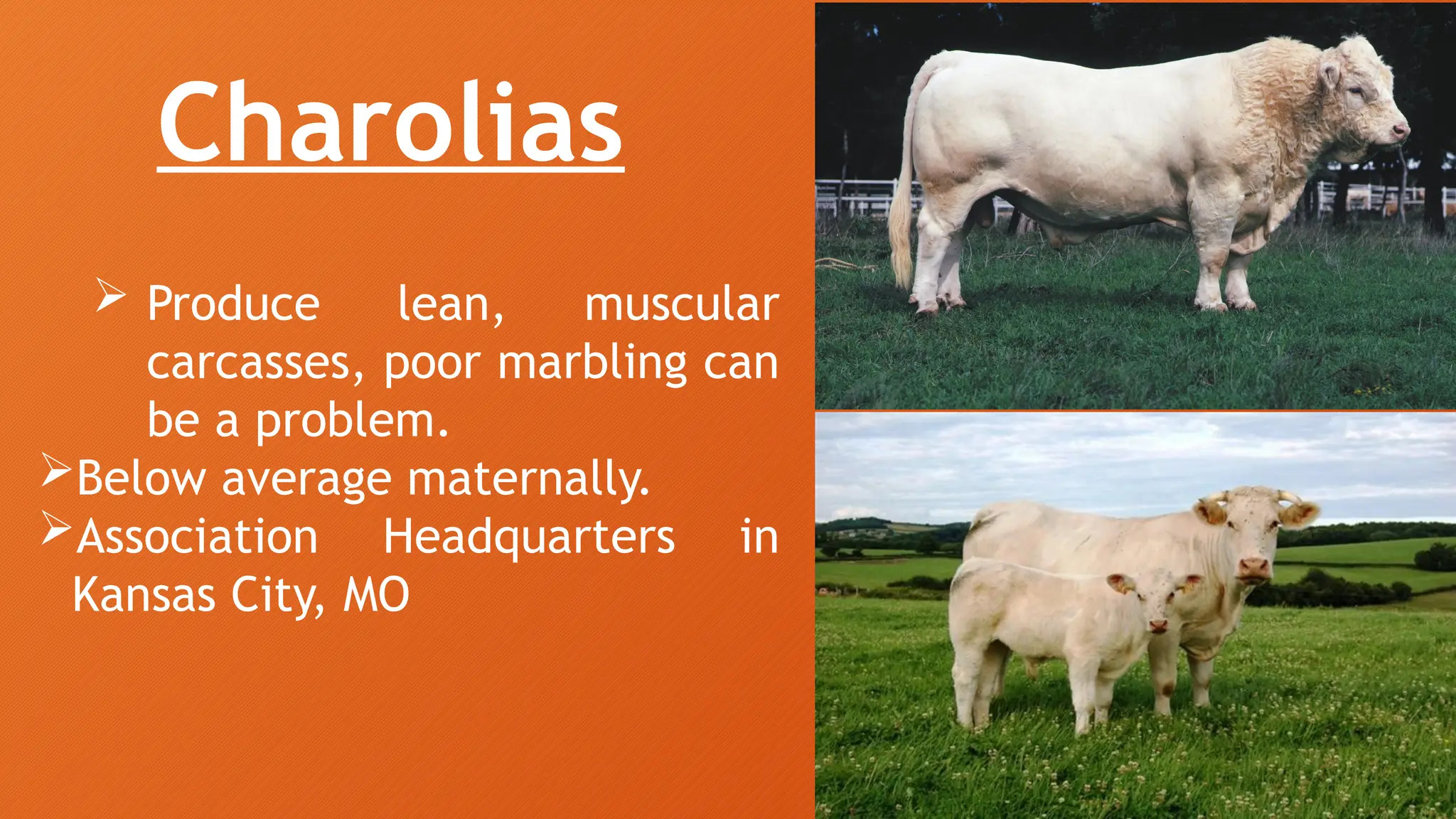 3. Breeds of Small and Large Ruminants.pptx