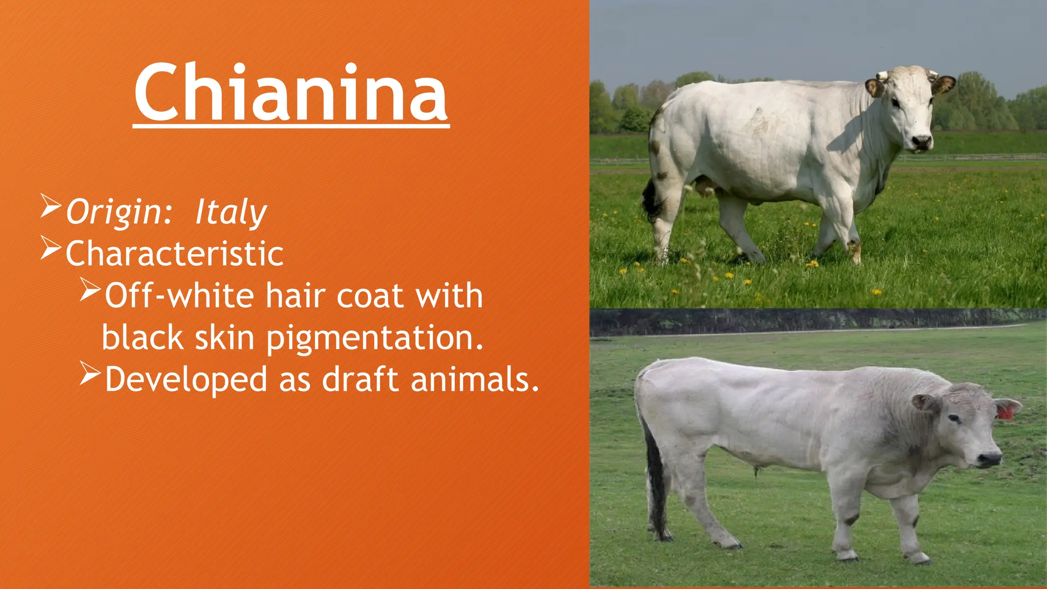 3. Breeds of Small and Large Ruminants.pptx