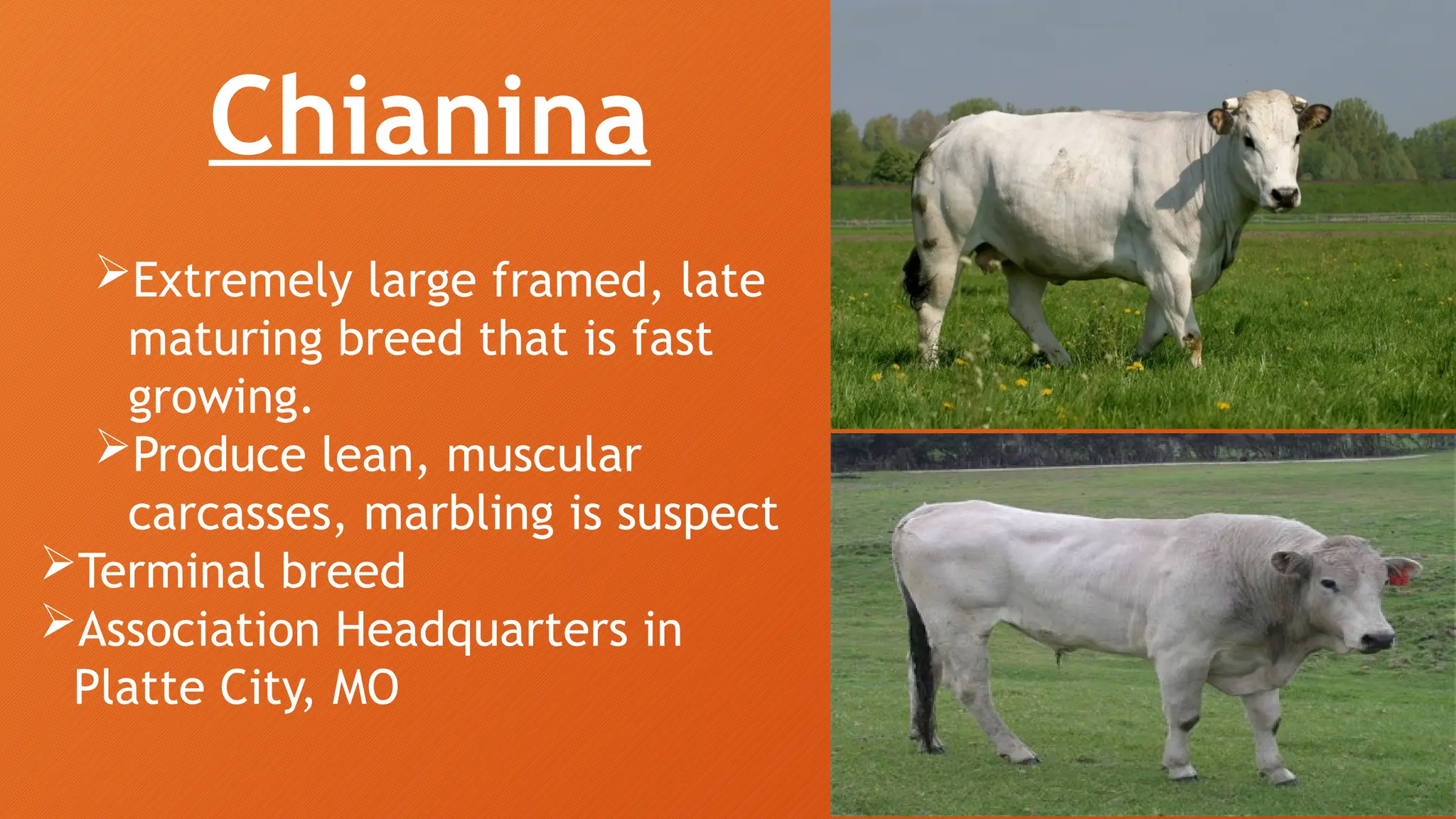 3. Breeds of Small and Large Ruminants.pptx
