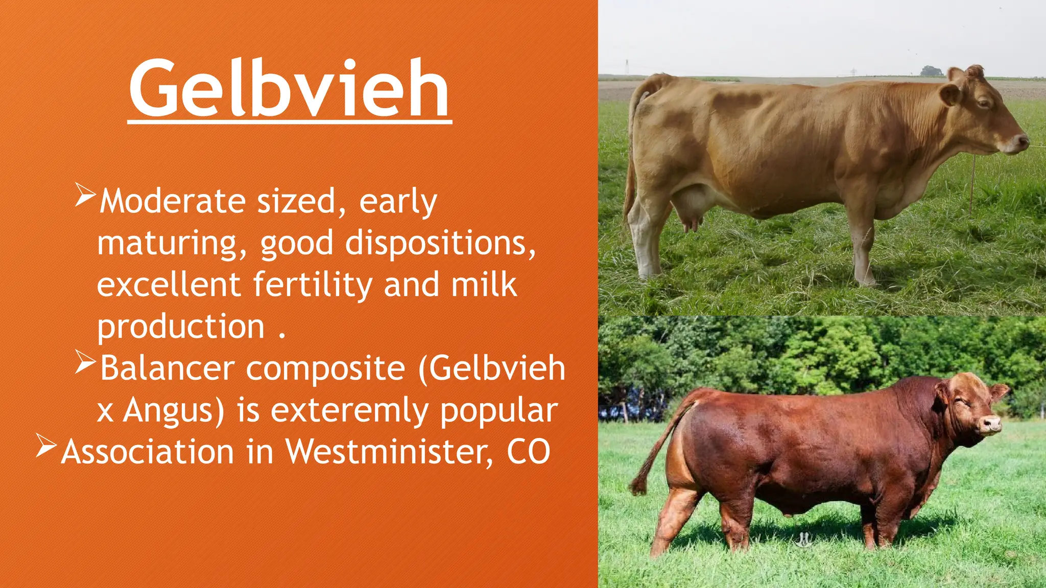 3. Breeds of Small and Large Ruminants.pptx