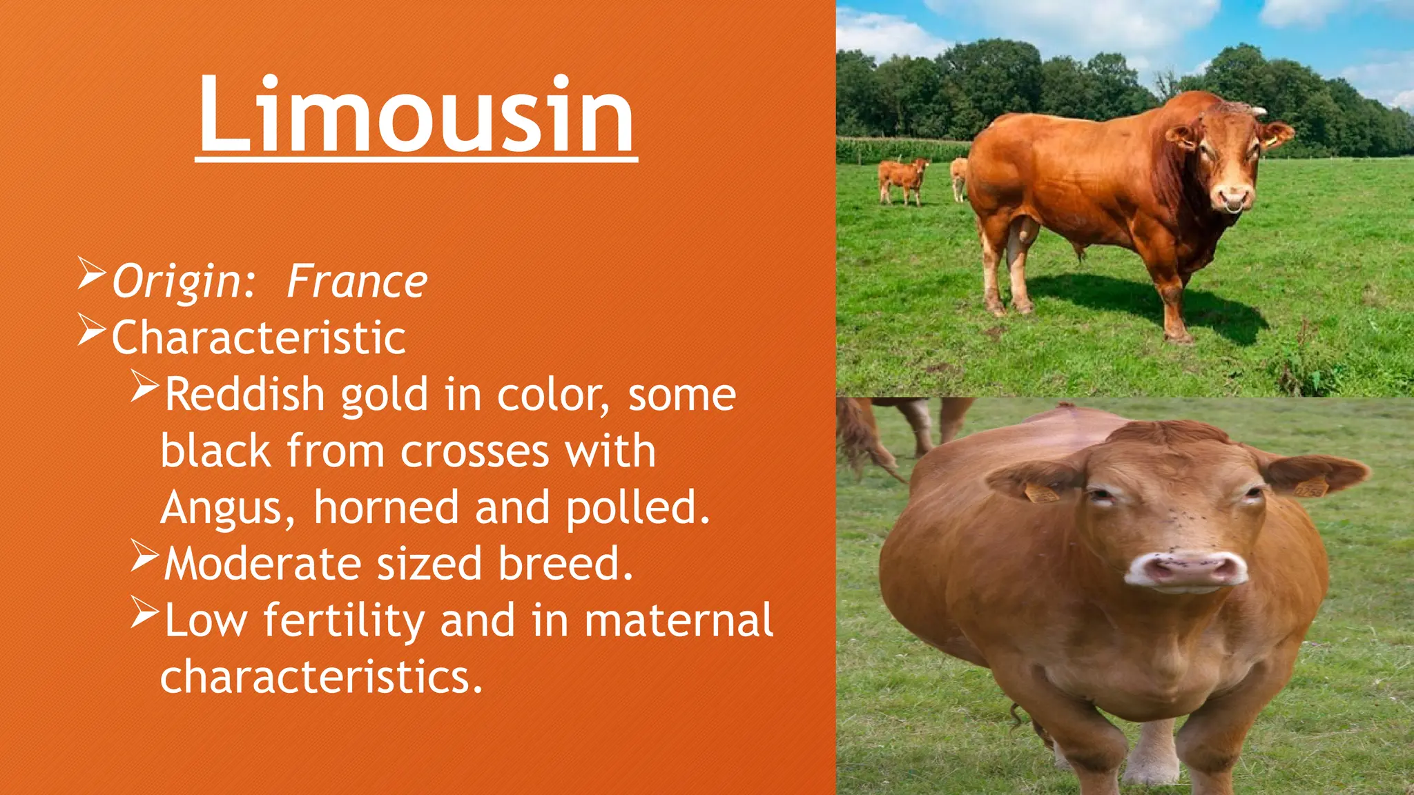 3. Breeds of Small and Large Ruminants.pptx