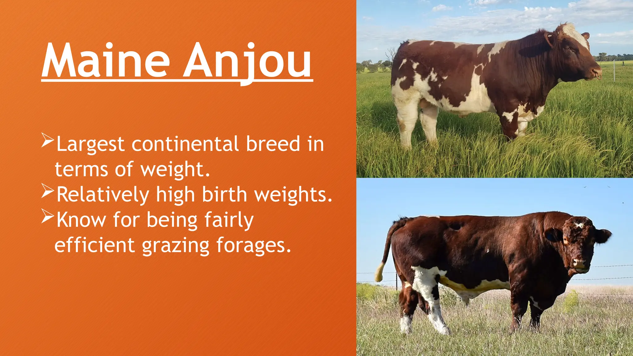 3. Breeds of Small and Large Ruminants.pptx