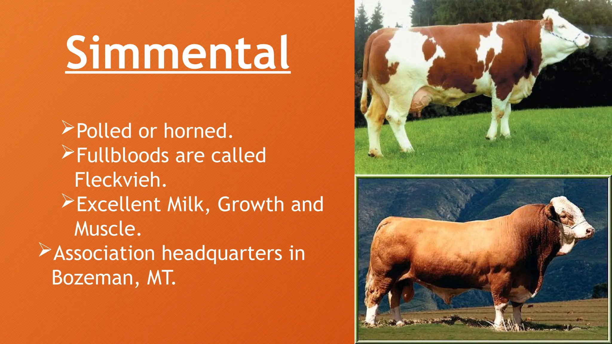 3. Breeds of Small and Large Ruminants.pptx